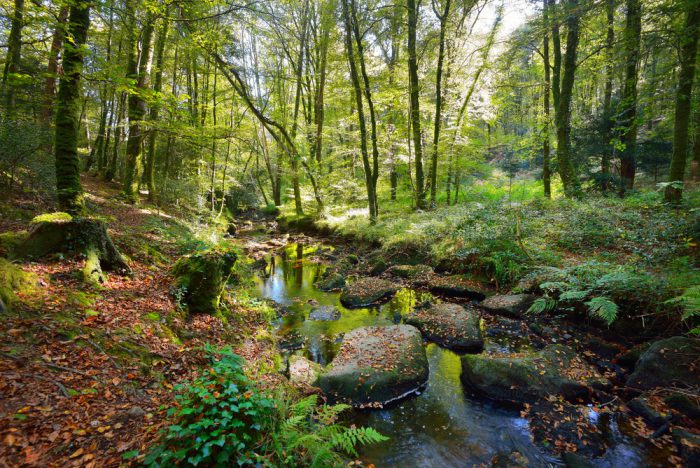 Brittany's lle aux Pies forest walks for children, with songs and ...